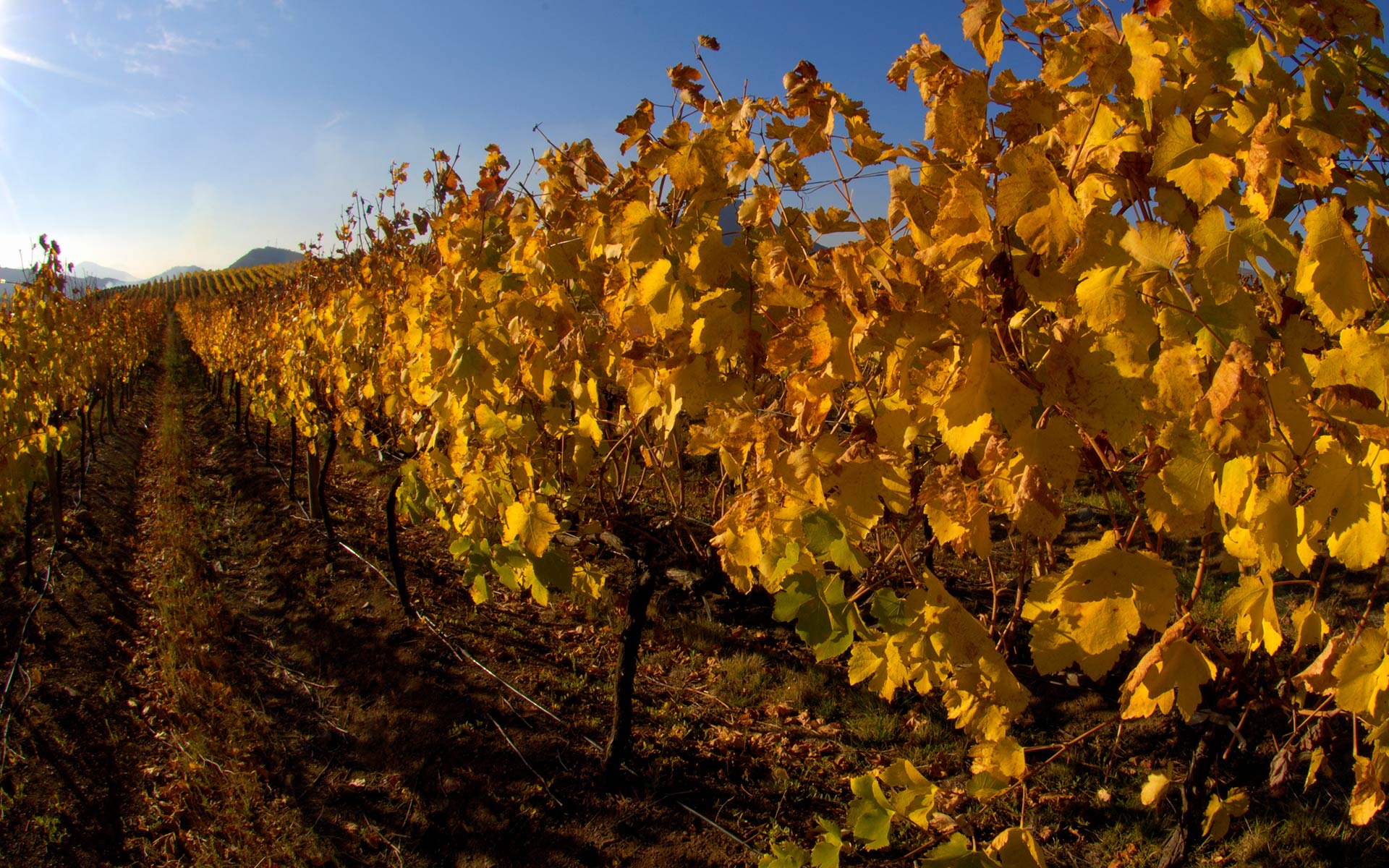 Inicio - Casa Mayor Wines